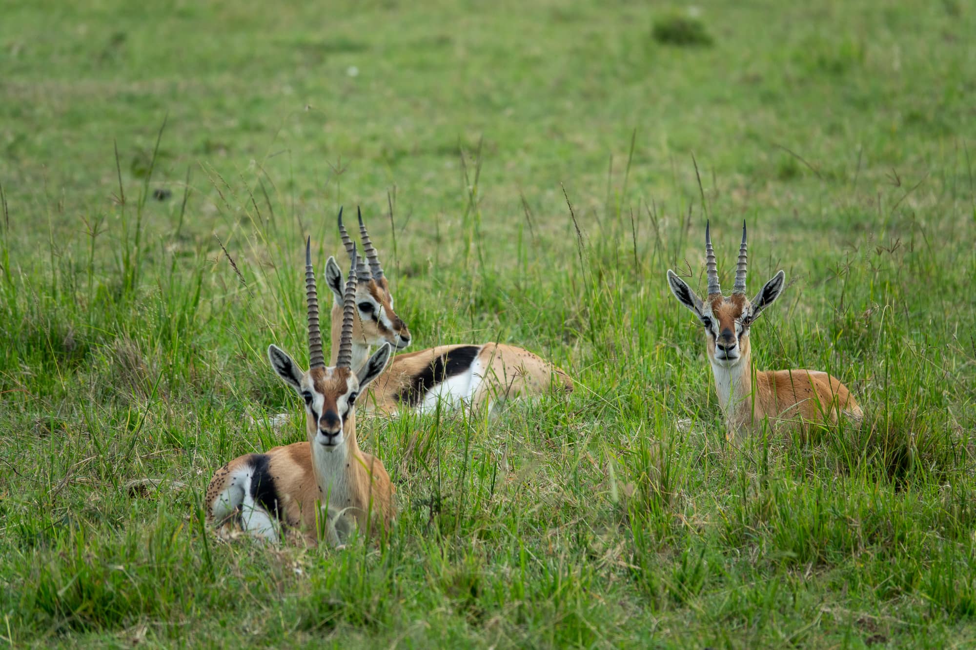 Safari in Maasai Mara (Kenya) during the Wildebeest Migration ...
